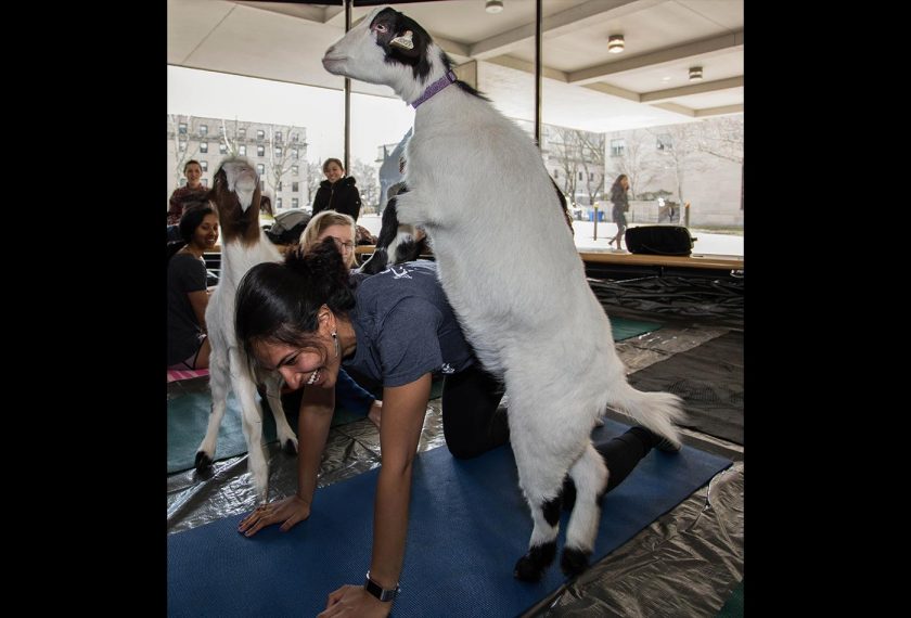 Graduate Student Appreciation Week brings Goat Yoga to Chemistry – MIT ...