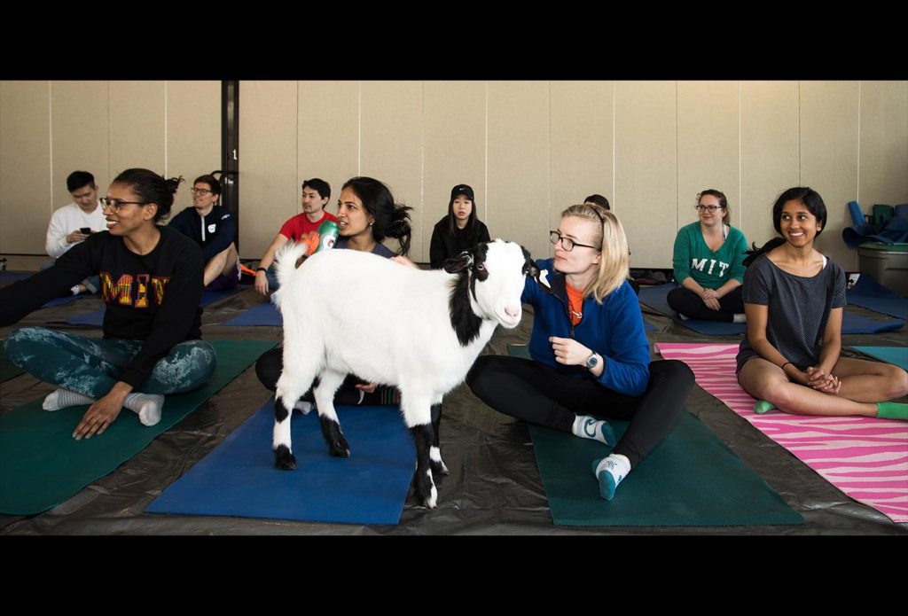 Graduate Student Appreciation Week brings Goat Yoga to Chemistry – MIT ...