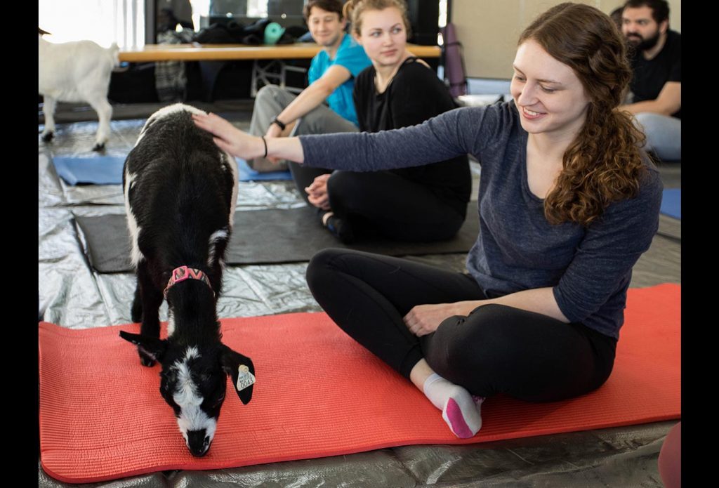 Graduate Student Appreciation Week brings Goat Yoga to Chemistry – MIT ...