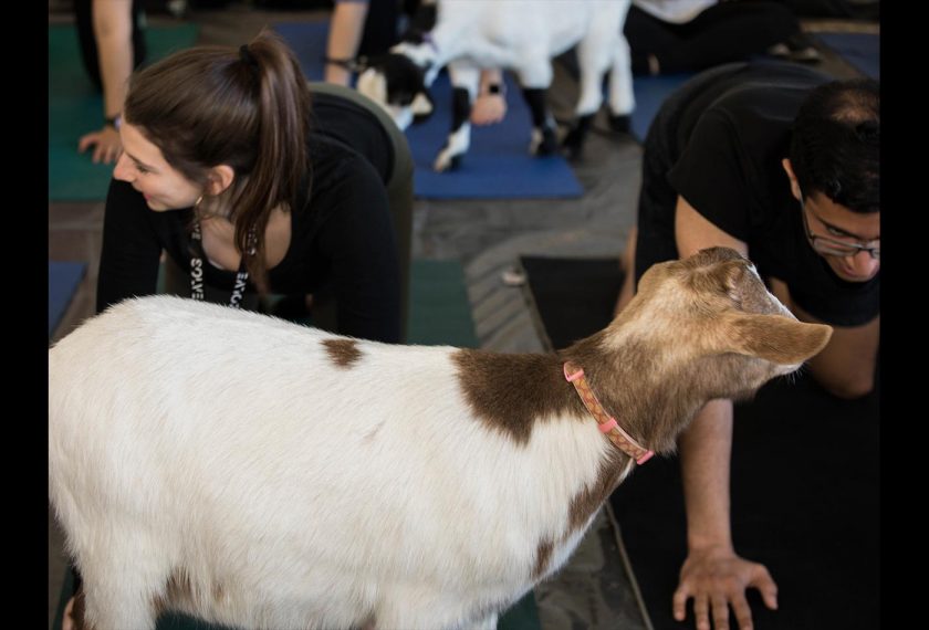 Graduate Student Appreciation Week brings Goat Yoga to Chemistry – MIT ...