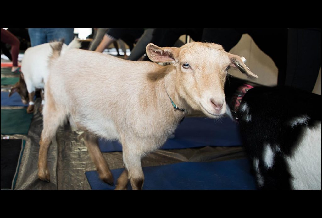 Graduate Student Appreciation Week brings Goat Yoga to Chemistry – MIT ...