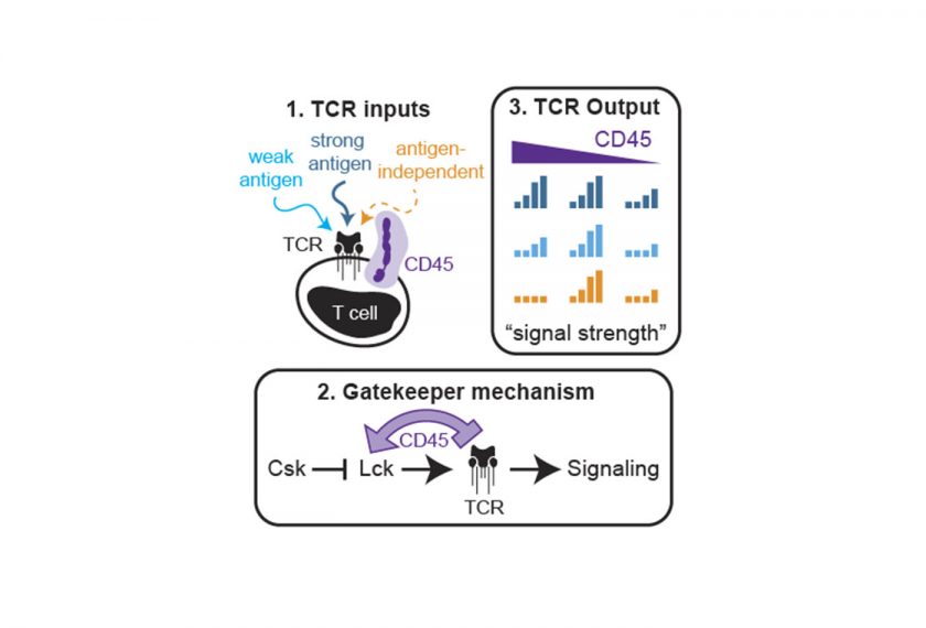 CD45 functions as a signaling gatekeeper in T cells – MIT Department of ...