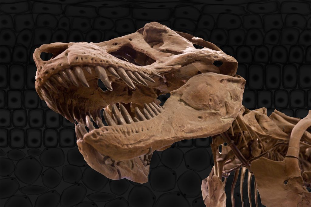 MIT chemists explain why dinosaur collagen may have survived for ...